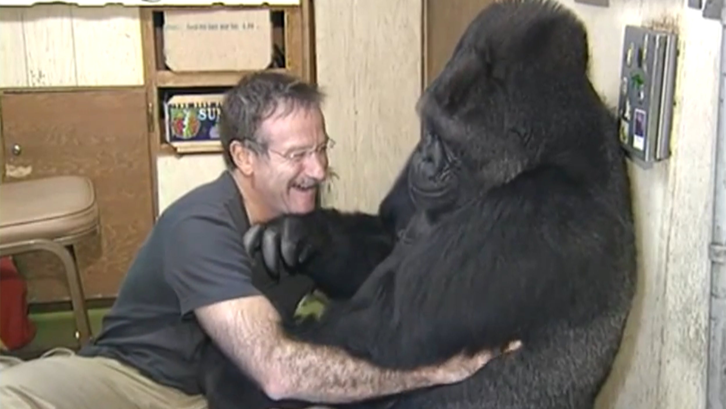 Robin Williams Charms Grieving Gorilla – Onewayhope